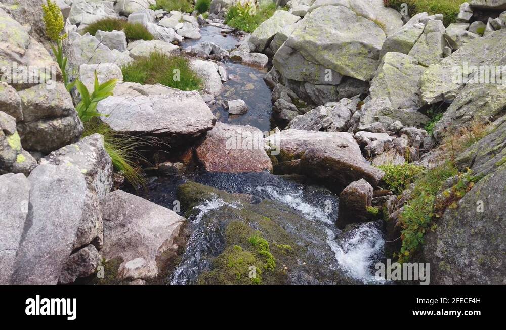 Scrub mountain pine Stock Videos & Footage - HD and 4K Video Clips - Alamy