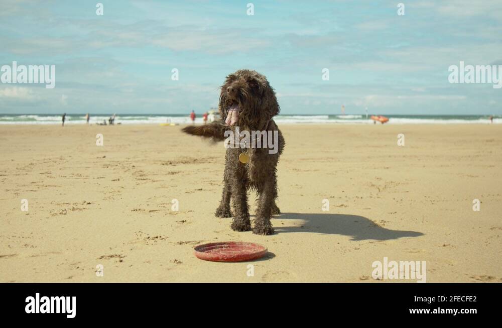 Dog play beach Stock Videos & Footage - HD and 4K Video Clips - Alamy