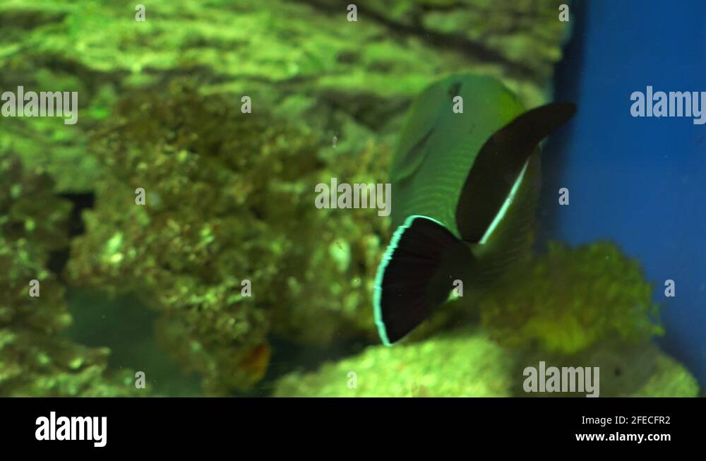 A indicus Stock Videos & Footage - HD and 4K Video Clips - Alamy