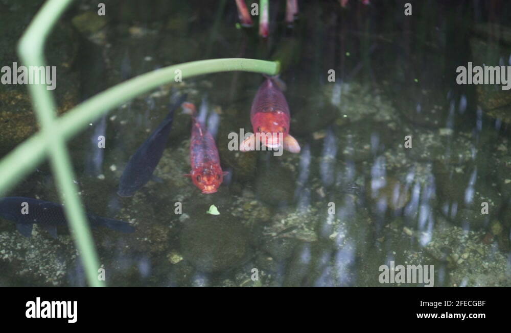 Coy fish Stock Videos & Footage - HD and 4K Video Clips - Alamy