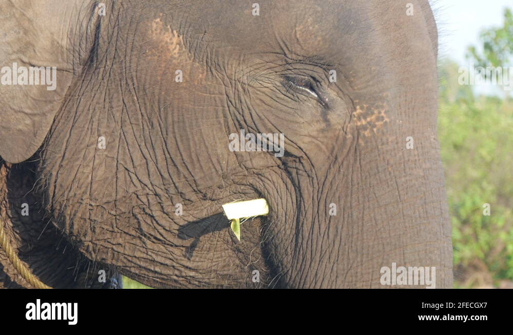 Lunch of elephant Stock Videos & Footage - HD and 4K Video Clips - Alamy