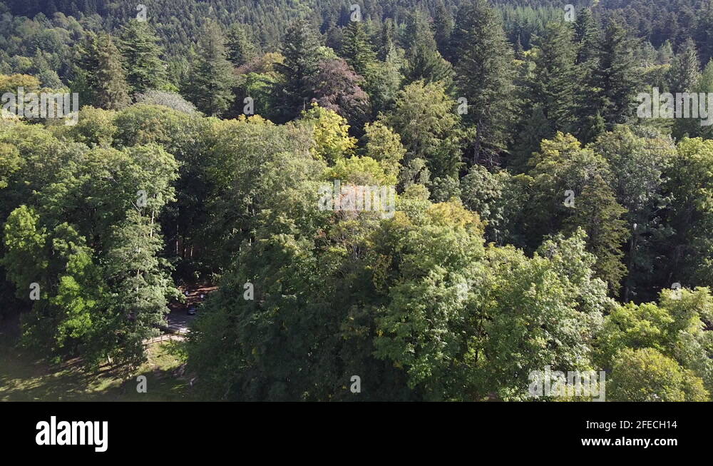 Medieval forest Stock Videos & Footage - HD and 4K Video Clips - Alamy