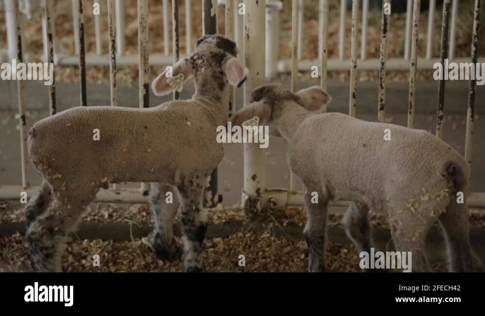 Petting zoo sheep Stock Videos & Footage - HD and 4K Video Clips - Alamy