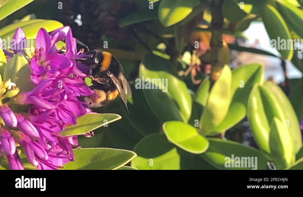 Pollen sac Stock Videos & Footage - HD and 4K Video Clips - Alamy