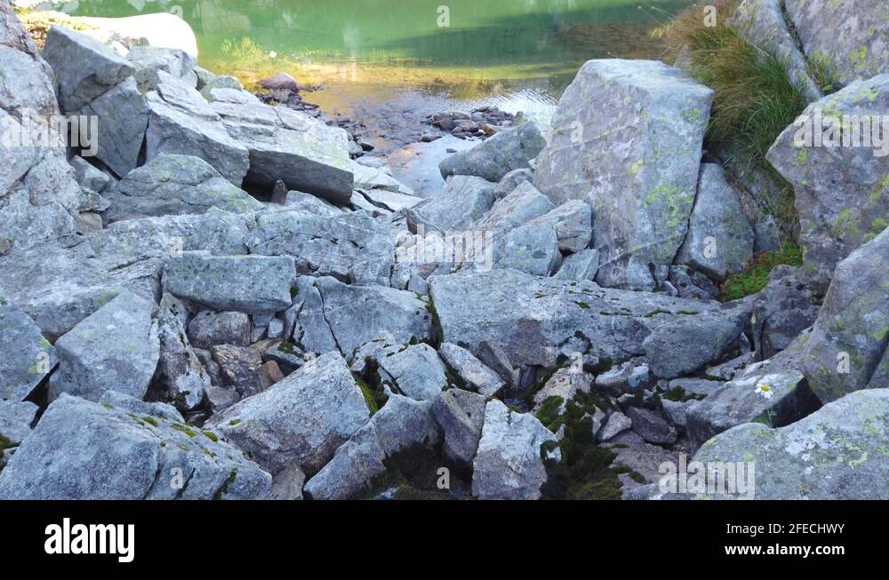 Rich wildlife Stock Videos & Footage - HD and 4K Video Clips - Alamy