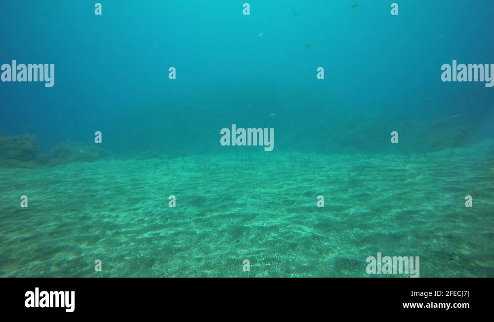 Conger conger fish Stock Videos & Footage - HD and 4K Video Clips - Alamy