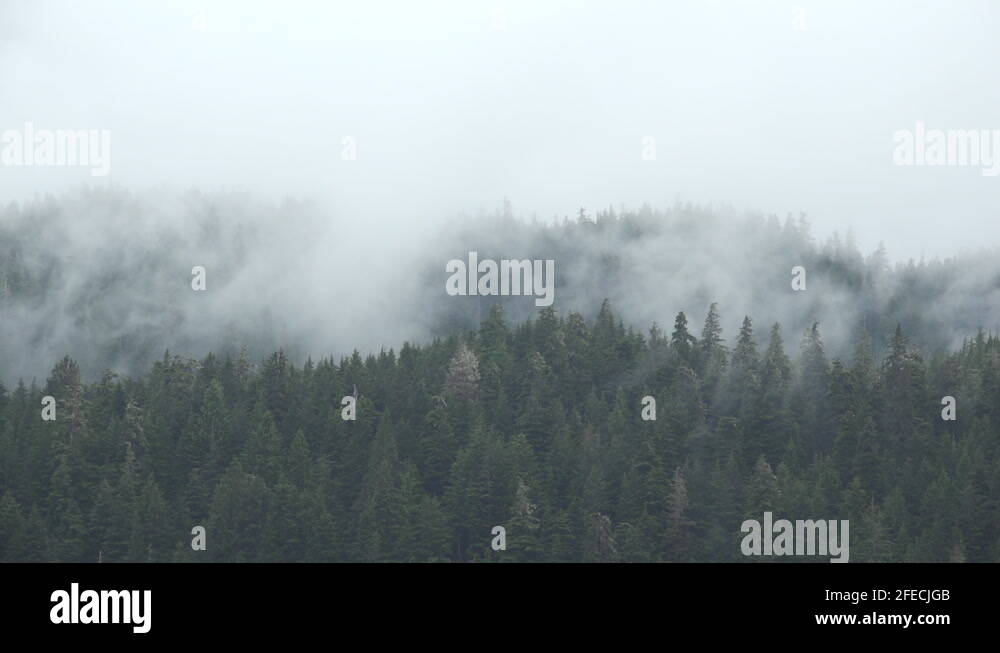 Alaska temperate rain forest Stock Videos & Footage - HD and 4K Video ...