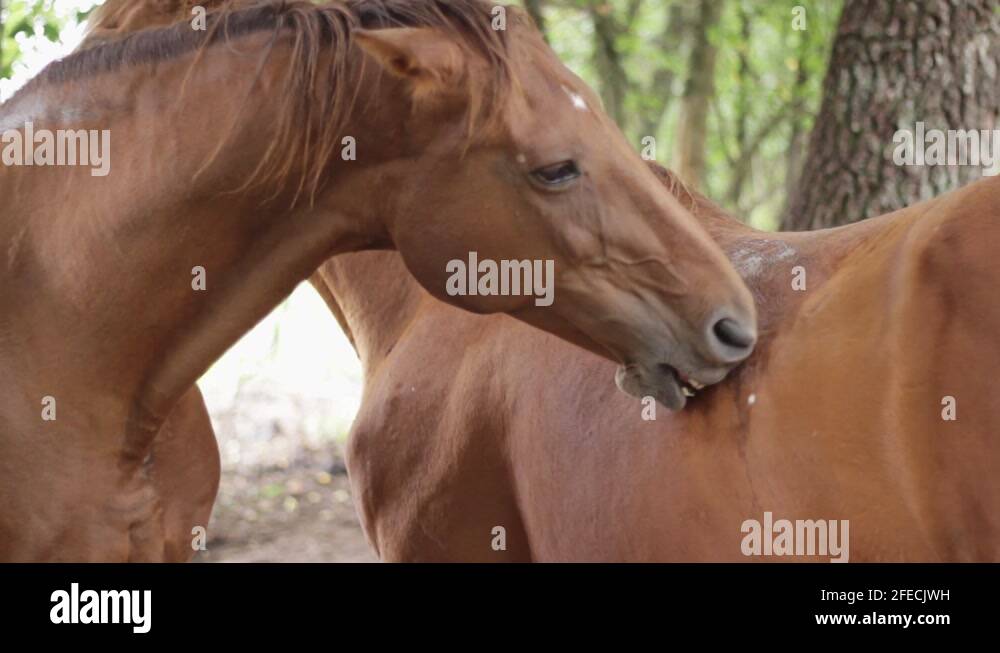 Friendly behavior Stock Videos & Footage - HD and 4K Video Clips - Alamy