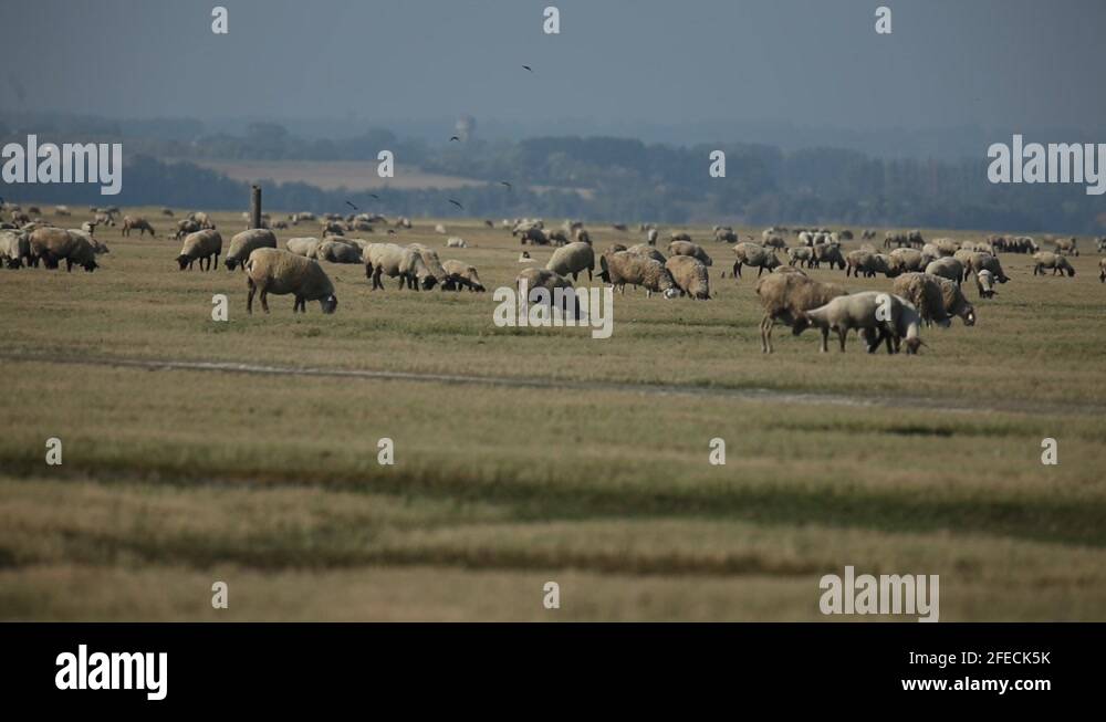 Sheep farming medieval Stock Videos & Footage - HD and 4K Video Clips ...