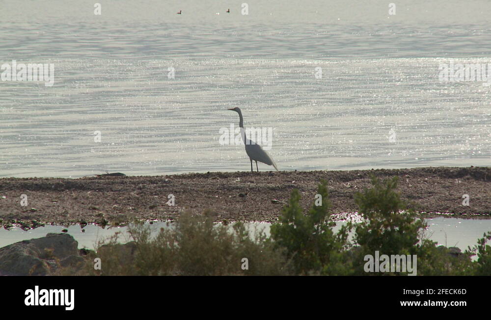 Sea pollution birds Stock Videos & Footage - HD and 4K Video Clips - Alamy