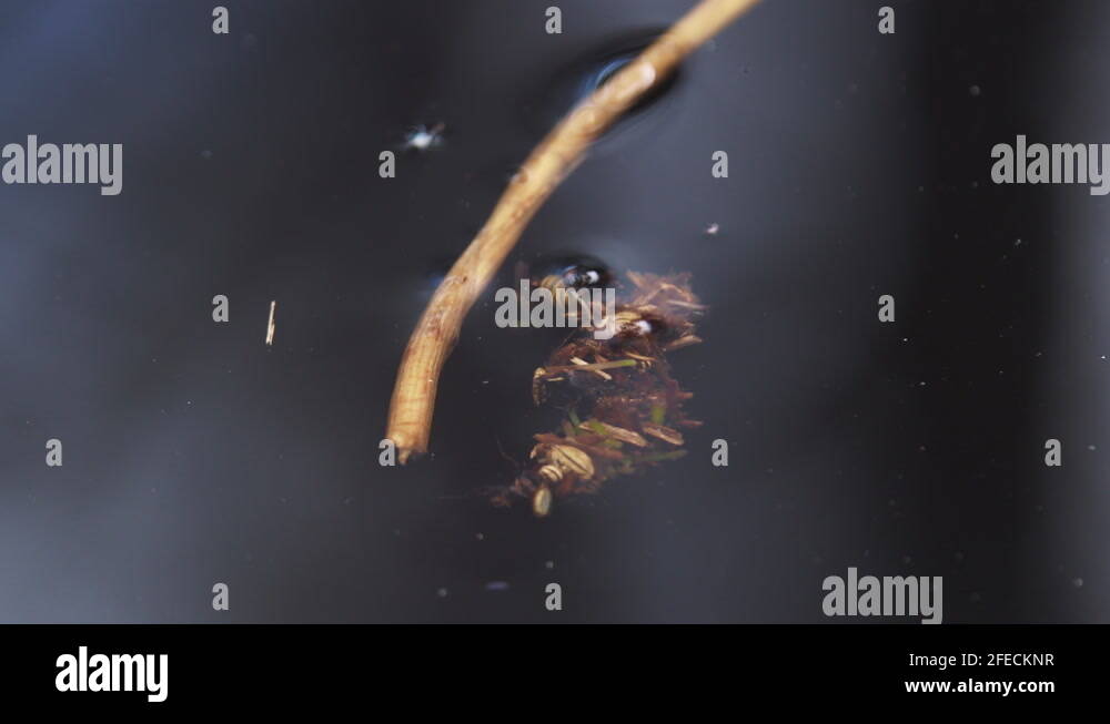 Grab on Stock Videos & Footage - HD and 4K Video Clips - Alamy