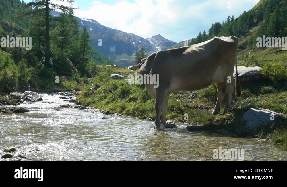Drunk animals Stock Videos & Footage - HD and 4K Video Clips - Alamy