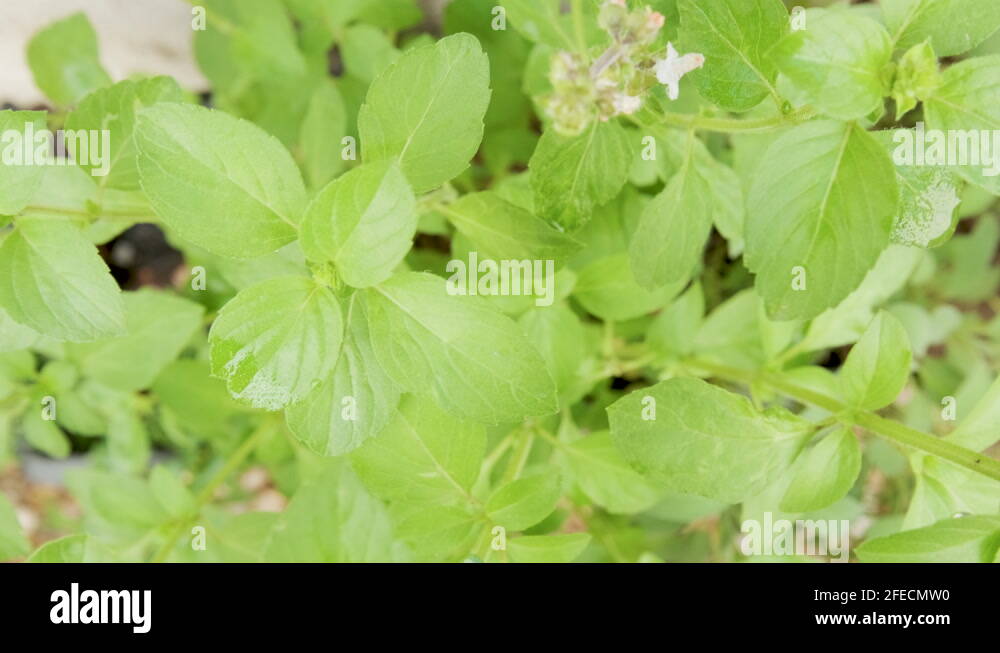 Basil plant herb Stock Videos & Footage - HD and 4K Video Clips - Alamy