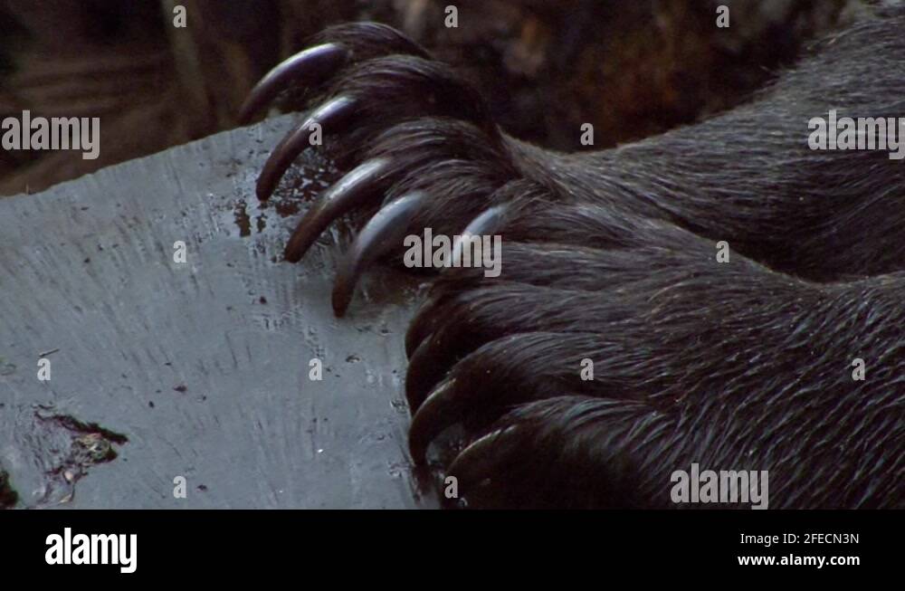 Claws detail Stock Videos & Footage - HD and 4K Video Clips - Alamy