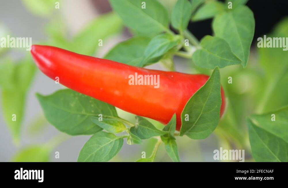 Red chili pepper plant garden Stock Videos & Footage - HD and 4K Video ...
