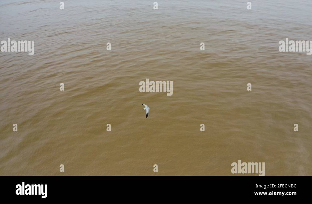 Estuarine and coastal waters Stock Videos & Footage - HD and 4K Video ...