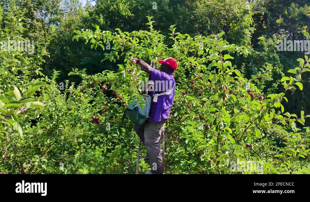 African orchard Stock Videos & Footage - HD and 4K Video Clips - Alamy