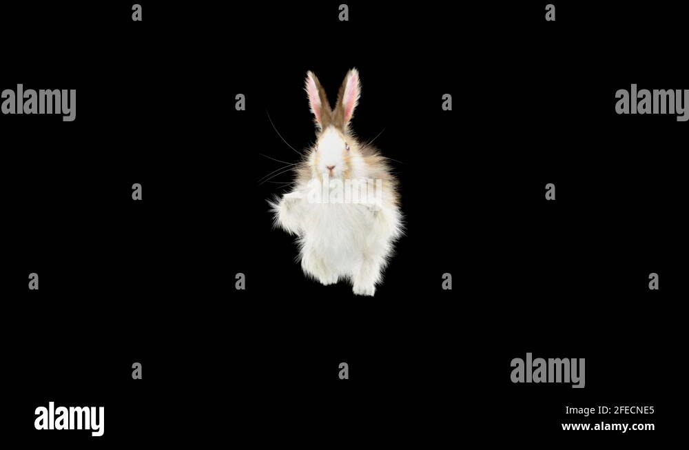Dancing rabbit cartoon Stock Videos & Footage - HD and 4K Video Clips ...