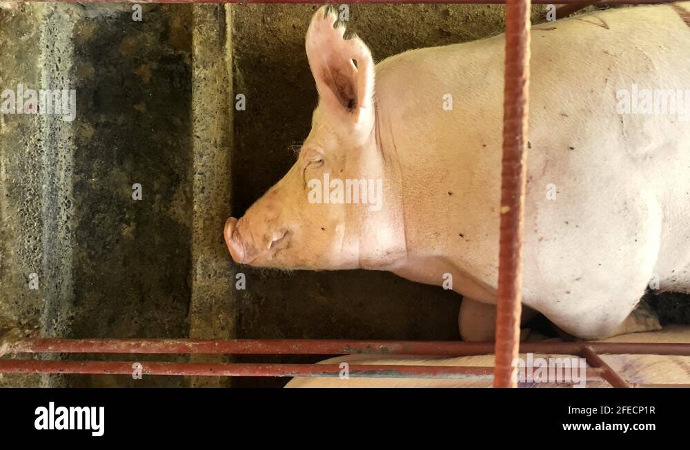 Caged pig farming Stock Videos & Footage - HD and 4K Video Clips - Alamy