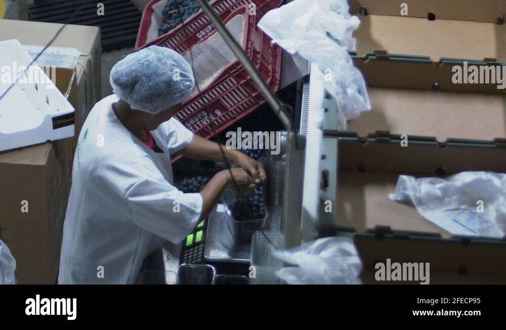 Food processing containers Stock Videos & Footage - HD and 4K Video ...