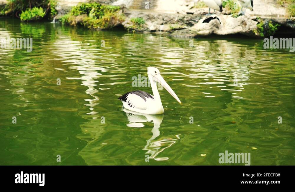 Group of pelican by the water Stock Videos & Footage - HD and 4K Video ...