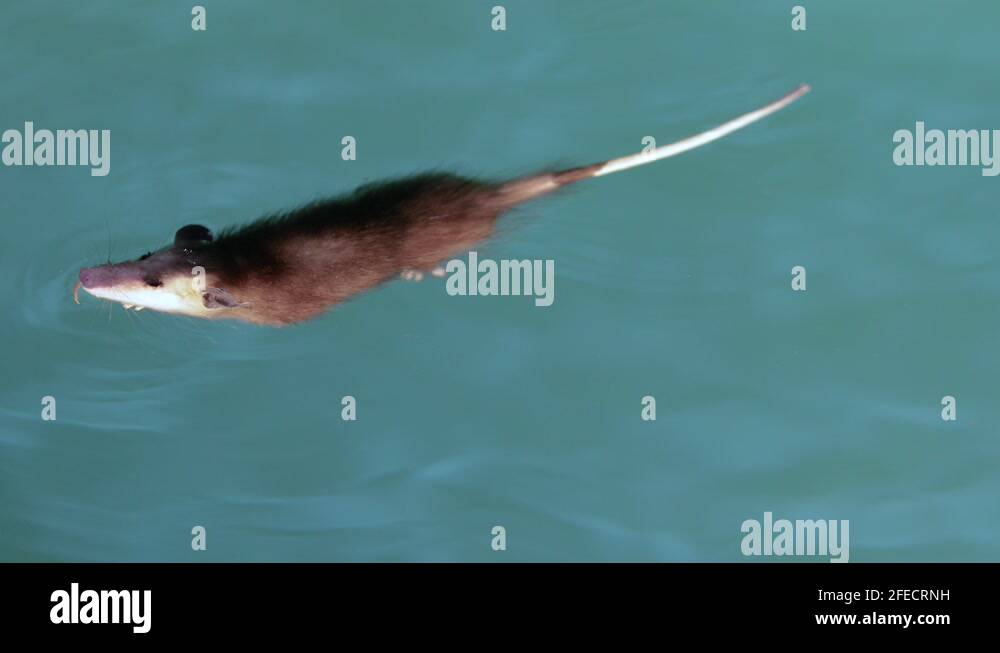 Swimming mouse Stock Videos & Footage - HD and 4K Video Clips - Alamy