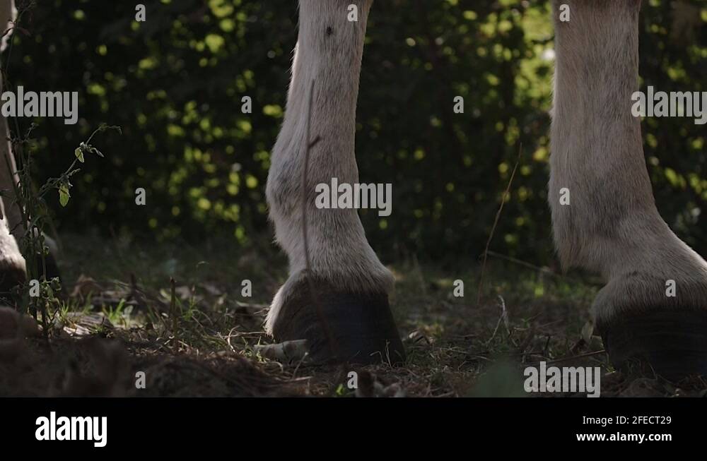 Donkey legs Stock Videos & Footage - HD and 4K Video Clips - Alamy