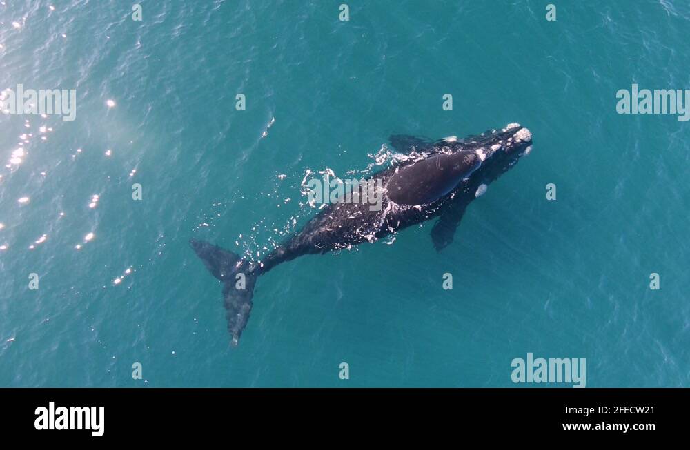Whale identification Stock Videos & Footage - HD and 4K Video Clips - Alamy
