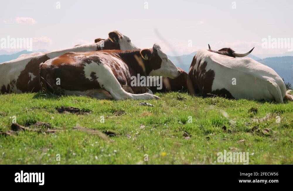 Cows laying in grass Stock Videos & Footage - HD and 4K Video Clips - Alamy