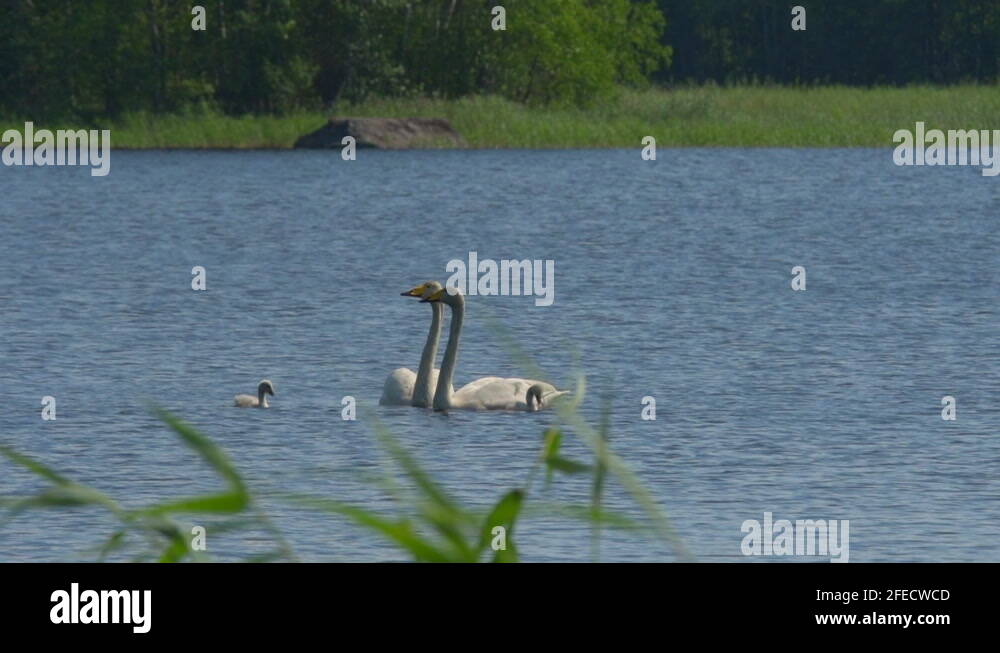 Cygnus family Stock Videos & Footage - HD and 4K Video Clips - Alamy