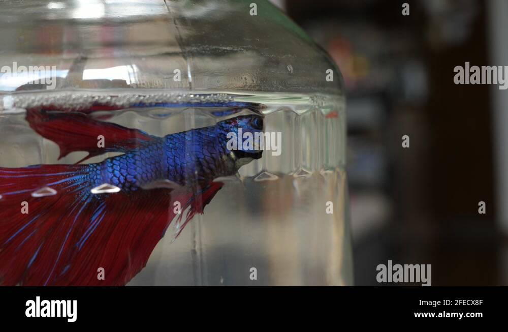 Splendens crimson Stock Videos & Footage - HD and 4K Video Clips - Alamy