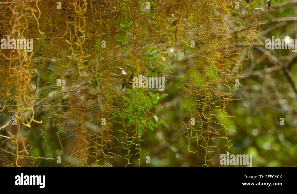 Hanging moss plants Stock Videos & Footage - HD and 4K Video Clips - Alamy