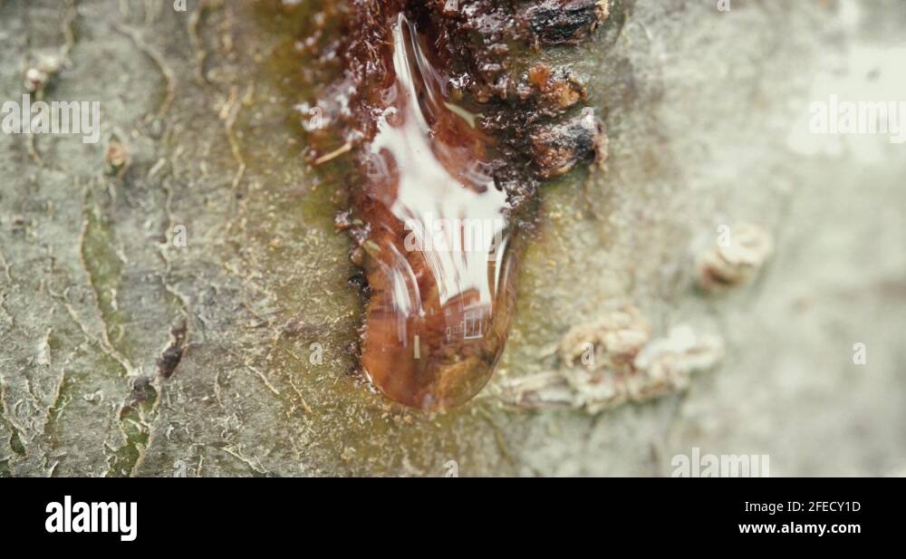 Illuminated tree sap Stock Videos & Footage - HD and 4K Video Clips - Alamy