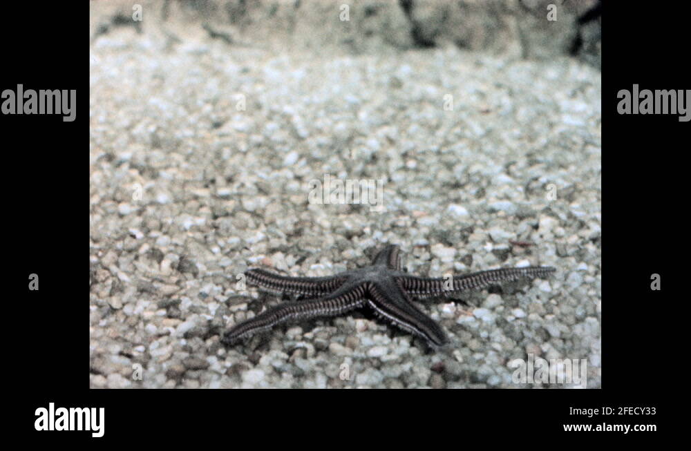 Ocean ecosystem starfish Stock Videos & Footage - HD and 4K Video Clips ...