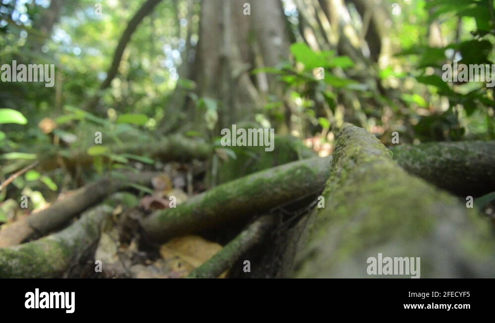 Tree Roots on Floor of the Sumatran Rainforest, Jungle in Indonesia ...