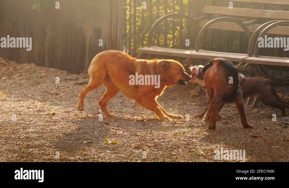 Happy dogs playing park Stock Videos & Footage - HD and 4K Video Clips ...