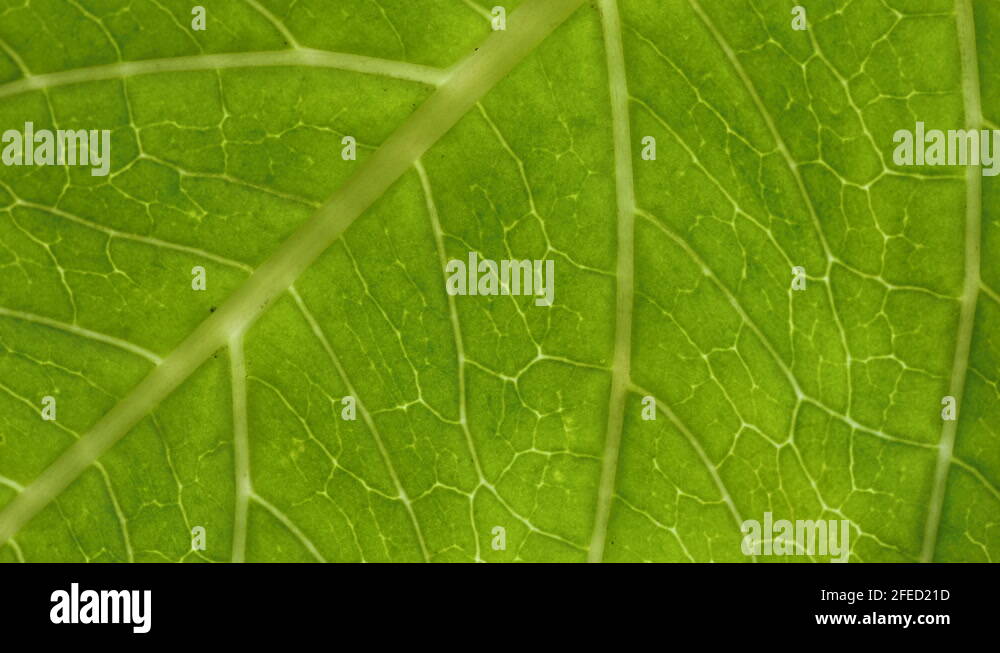 Cell Structure View of Leaf Surface Showing Plant Cells For Education ...