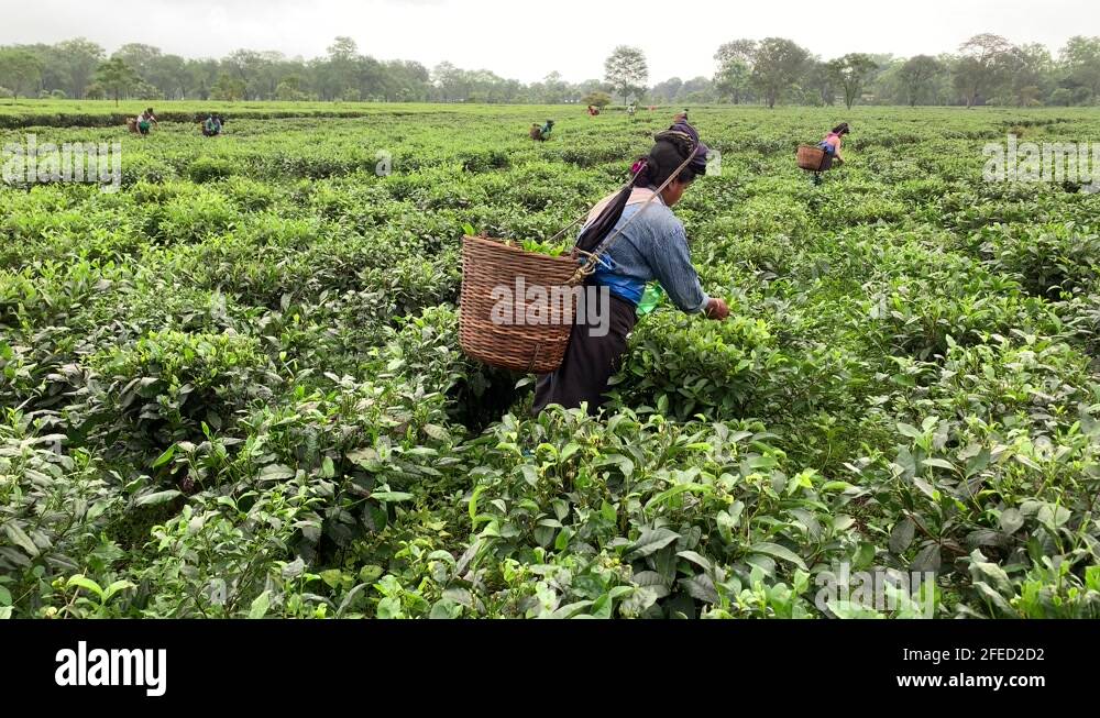 Assam tea farm Stock Videos & Footage - HD and 4K Video Clips - Alamy