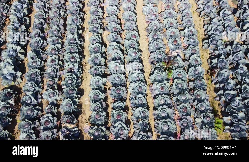 Red cabbage field Stock Videos & Footage - HD and 4K Video Clips - Alamy