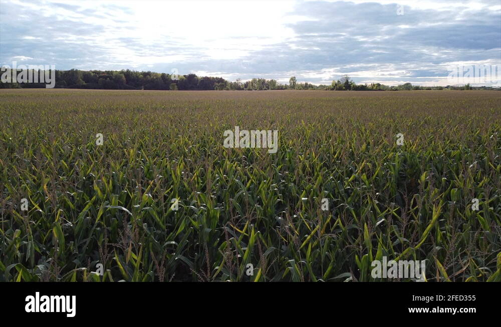 Cornfield Stock Videos & Footage - HD and 4K Video Clips - Alamy