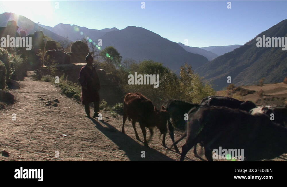 Himalayan shepherd Stock Videos & Footage - HD and 4K Video Clips - Alamy