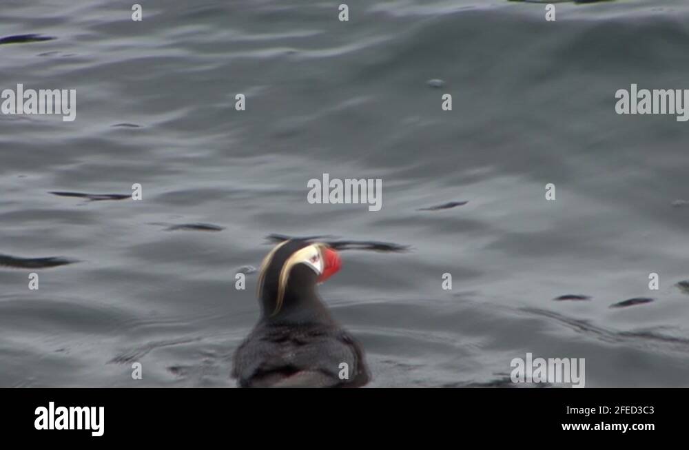 Puffin feeding Stock Videos & Footage - HD and 4K Video Clips - Alamy