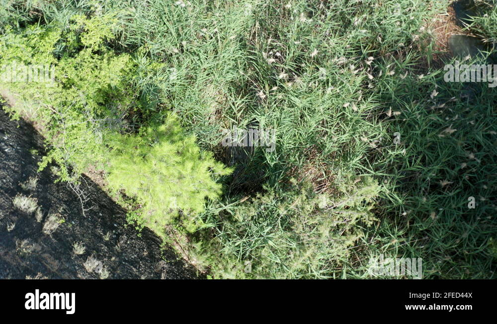 Dense Foliage & Wilderness - Spinning Overhead Top-Down Aerial View ...