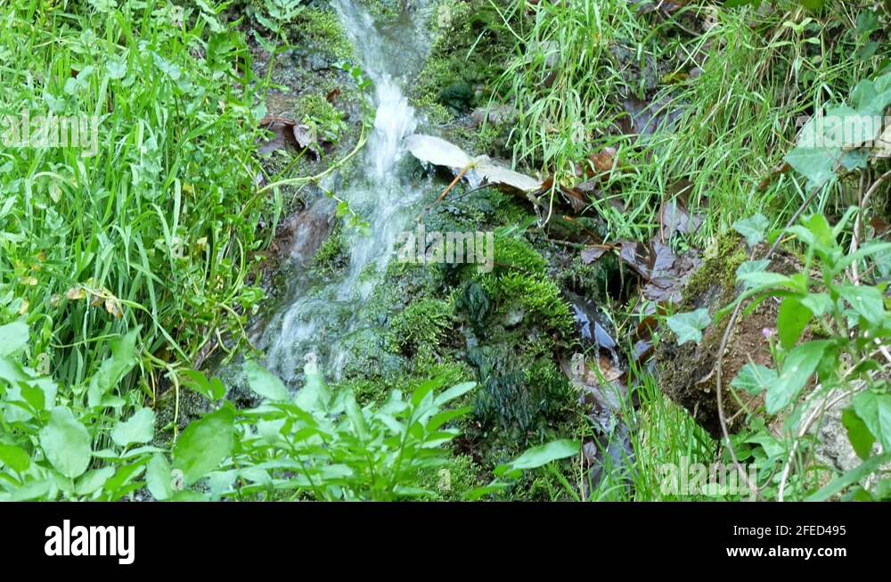 Clear fresh mountain spring water flowing through dense mossy green ...