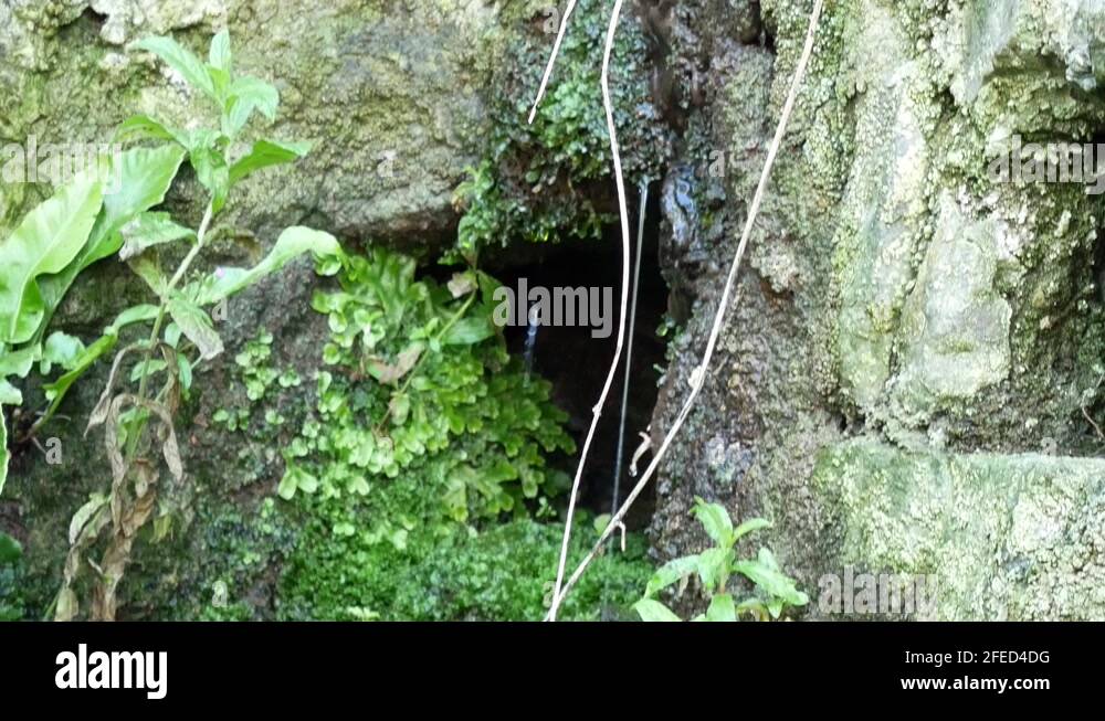 Pure fresh mountain spring water source dripping off rock wall plant ...