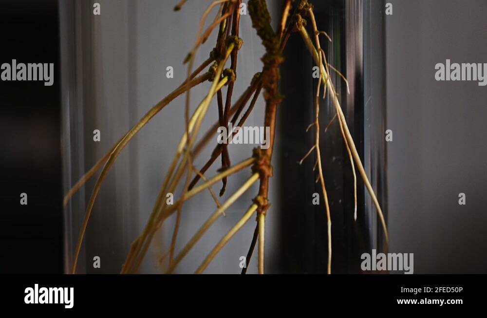 Avocado roots Stock Videos & Footage - HD and 4K Video Clips - Alamy