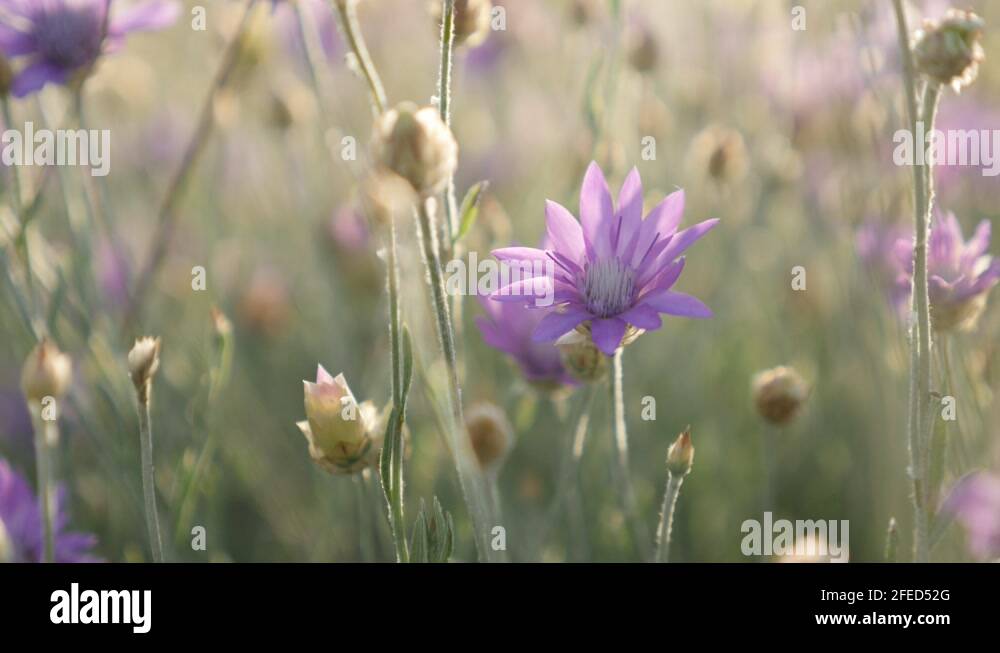 Immortelle flower Stock Videos & Footage - HD and 4K Video Clips - Alamy