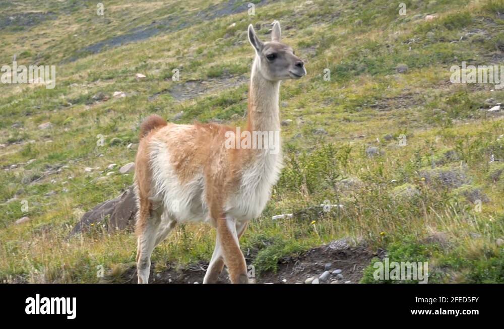 Guanaco in del paine national Stock Videos & Footage - HD and 4K Video ...