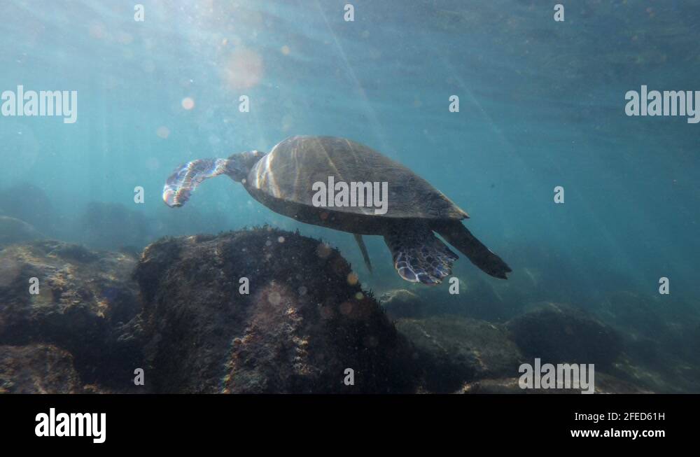 Sea turtle hunting Stock Videos & Footage - HD and 4K Video Clips - Alamy