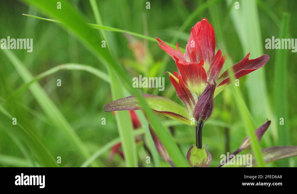Temperate flower Stock Videos & Footage - HD and 4K Video Clips - Alamy